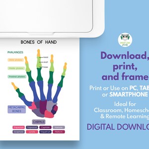 FOOT and HAND BONES - Set of 2 Posters, Human Anatomy, Learning Anatomy ...