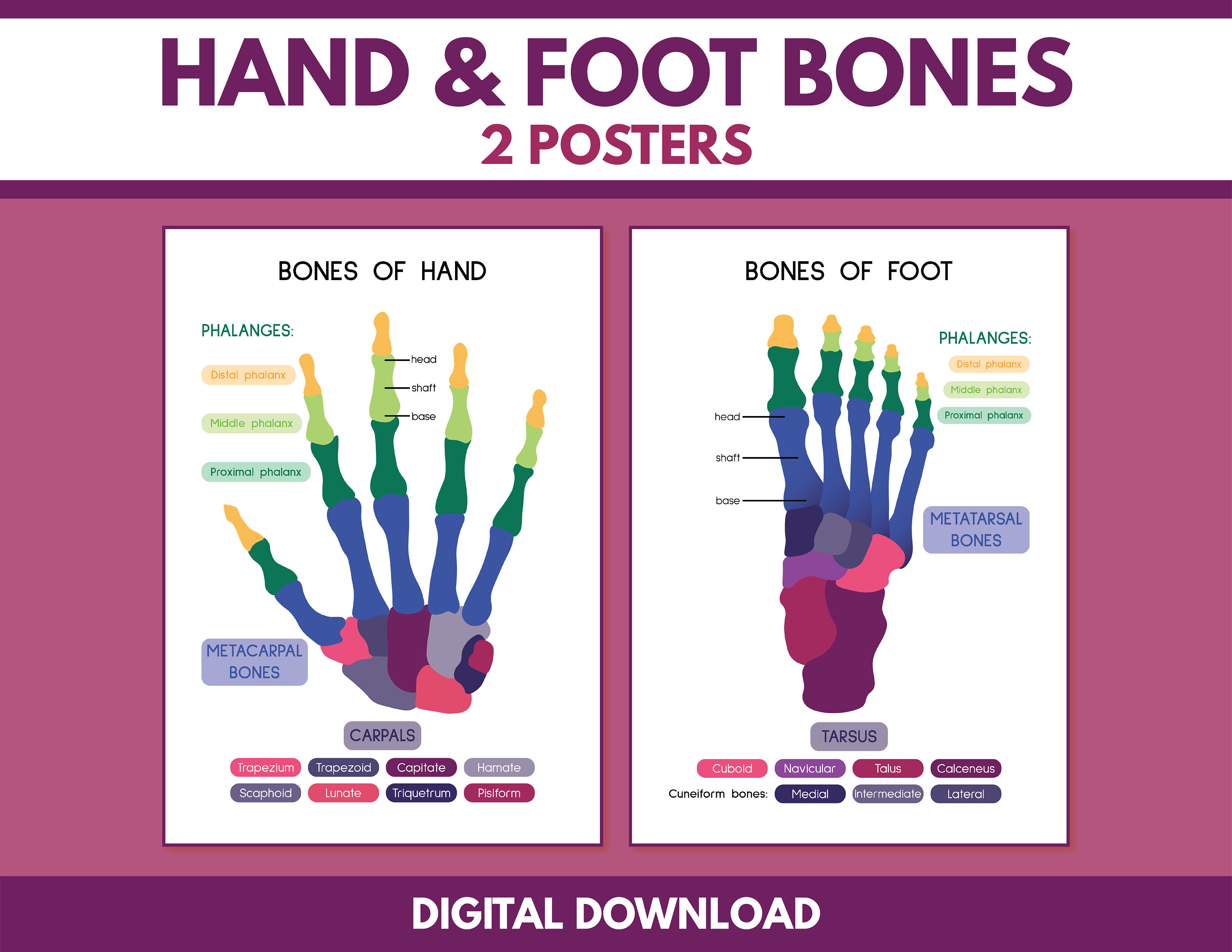 FOOT and HAND BONES Set of 2 Posters, Human Anatomy, Learning Anatomy ...