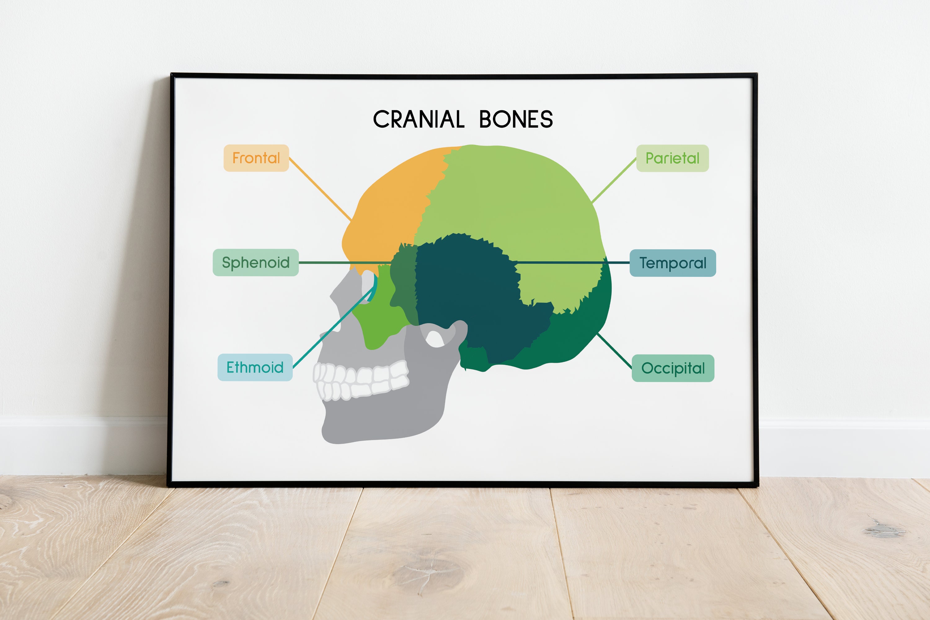 SKULL POSTER, Cranial Bones, Green, Human Anatomyt, Learning Anatomy ...