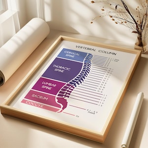 SPINE POSTER, Spinal Column, Human Spine, Anatomy Art, Vertebral Column ...