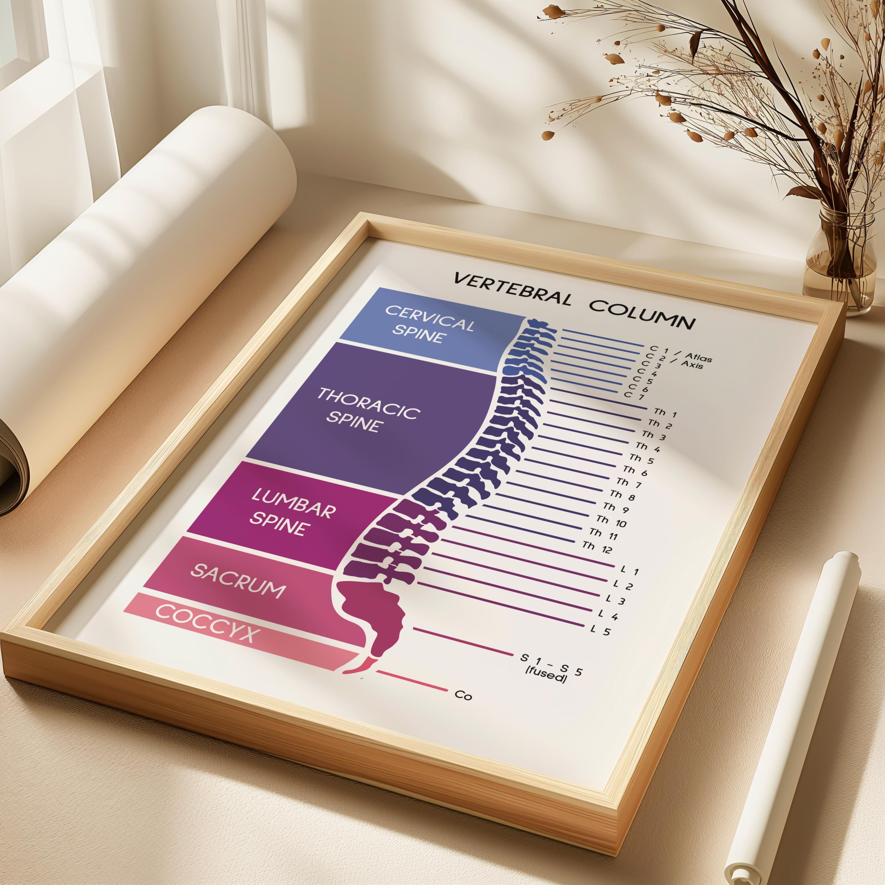 SPINE POSTER, Spinal Column, Human Spine, Anatomy Art, Vertebral Column ...
