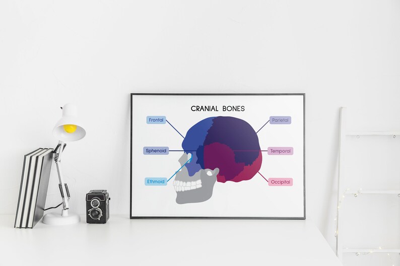 SKULL POSTER Cranial Bones Human Anatomy Anatomy Art - Etsy