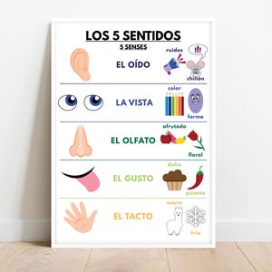 Spanish Language, FIVE SENSES POSTER, Educational Posters, Hearing ...
