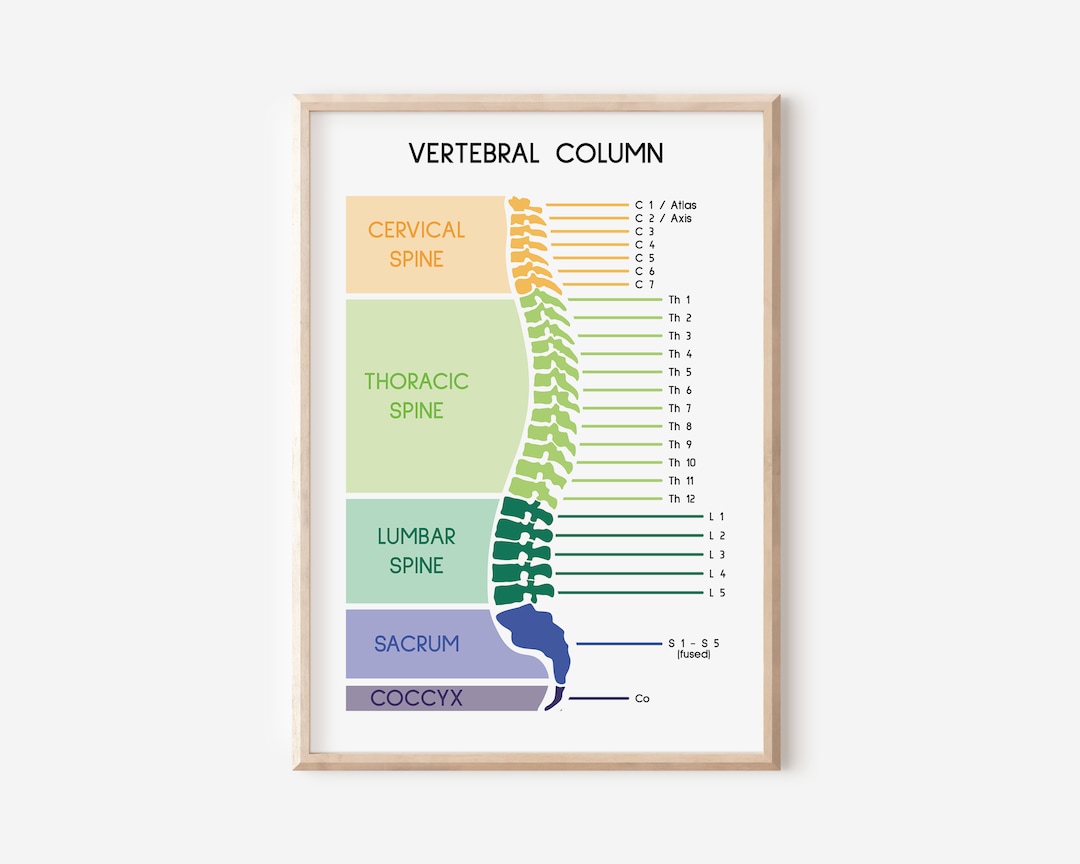 Spine Anatomy Art Poster: Vertebral Column, Biology Homeschool (digital ...