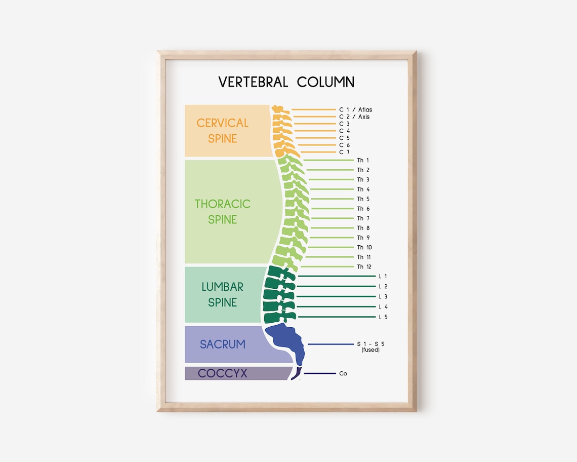 SPINE POSTER, Spinal Column, Human Spine, Anatomy Art, Vertebral Column ...