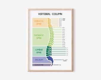 Vertebral Column Anatomy Chart Spine Poster Spinal