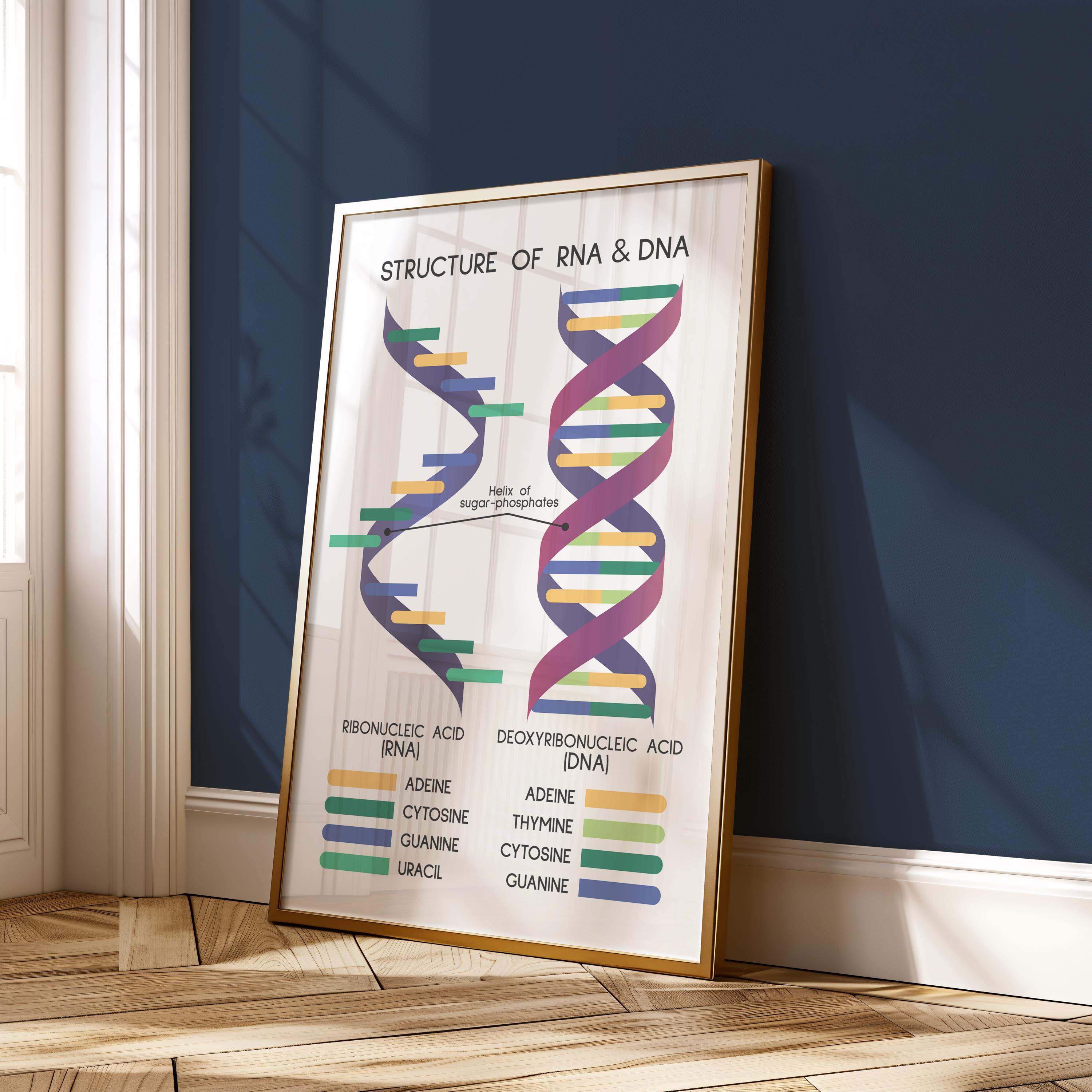RNA and DNA POSTER, Structure of Dna and Rna, Biology Art Print, Medical Poster, Biology ...