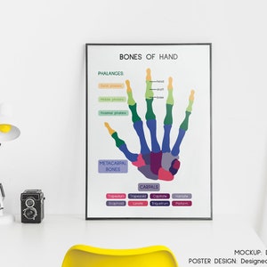 FOOT and HAND BONES Set of 2 Posters, Human Anatomy, Learning Anatomy ...