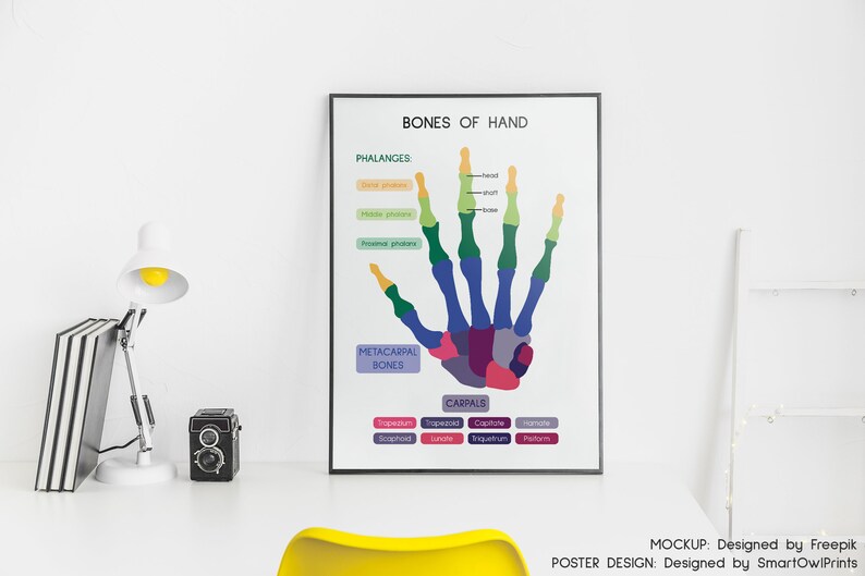 FOOT and HAND BONES Set of 2 Posters, Human Anatomy, Learning Anatomy ...