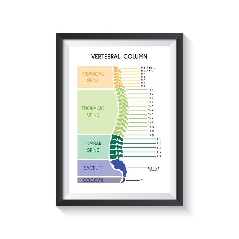 SPINE POSTER Spinal Column Human Spine Anatomy Art - Etsy