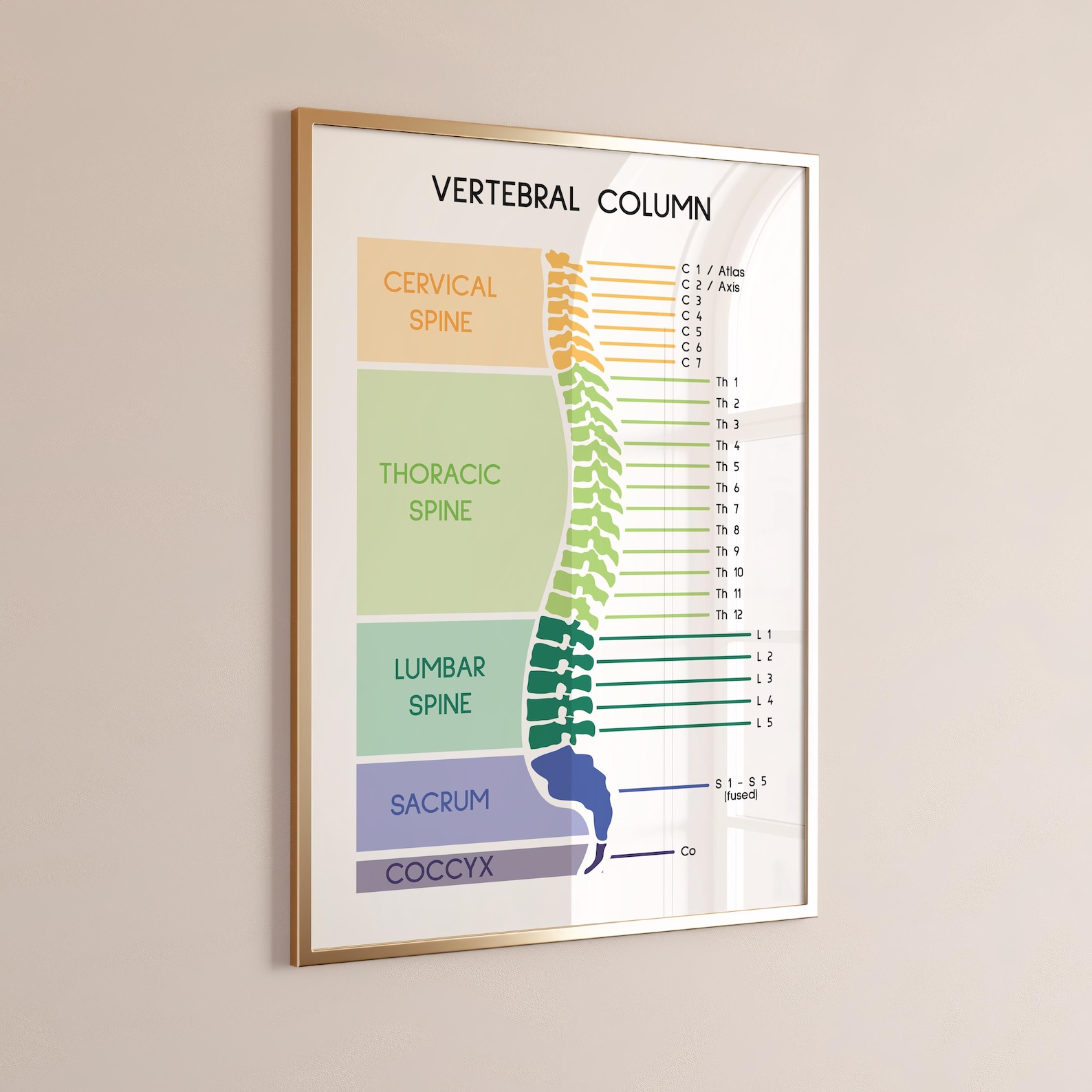 SPINE POSTER, Spinal Column, Human Spine, Anatomy Art, Vertebral Column ...