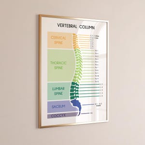 SPINE POSTER, Spinal Column, Human Spine, Anatomy Art, Vertebral Column ...