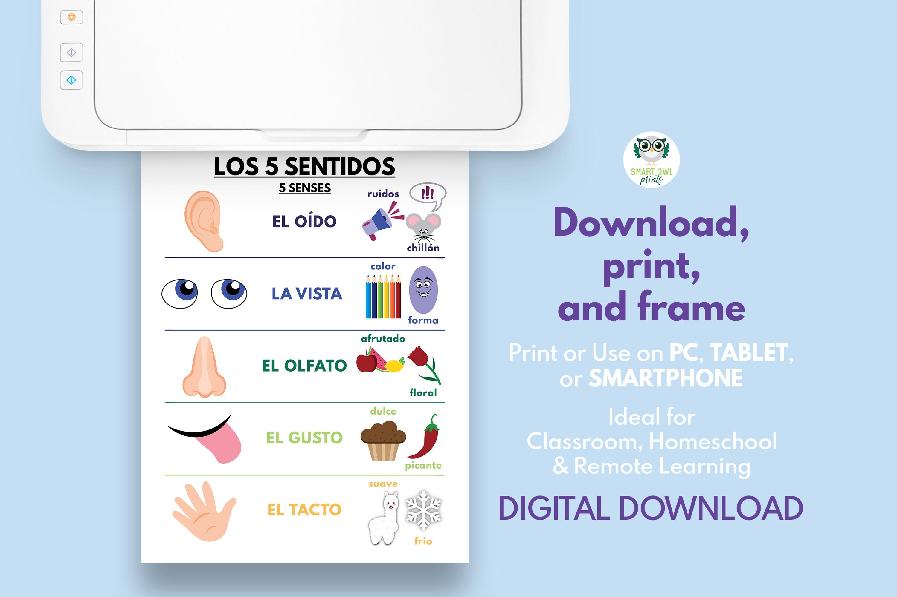 Spanish Language, FIVE SENSES POSTER, Educational Posters, Hearing ...