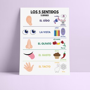 Spanish Language, FIVE SENSES POSTER, Educational Posters, Hearing ...