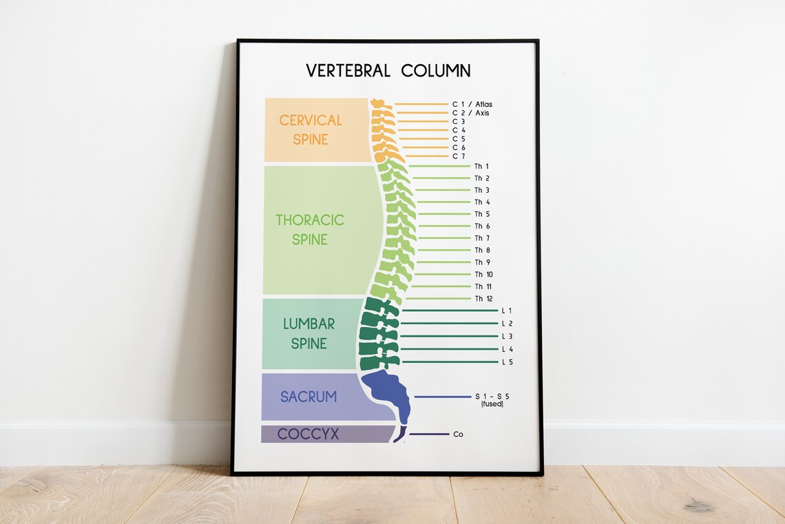 SPINE POSTER Spinal Column Human Spine Anatomy Art - Etsy