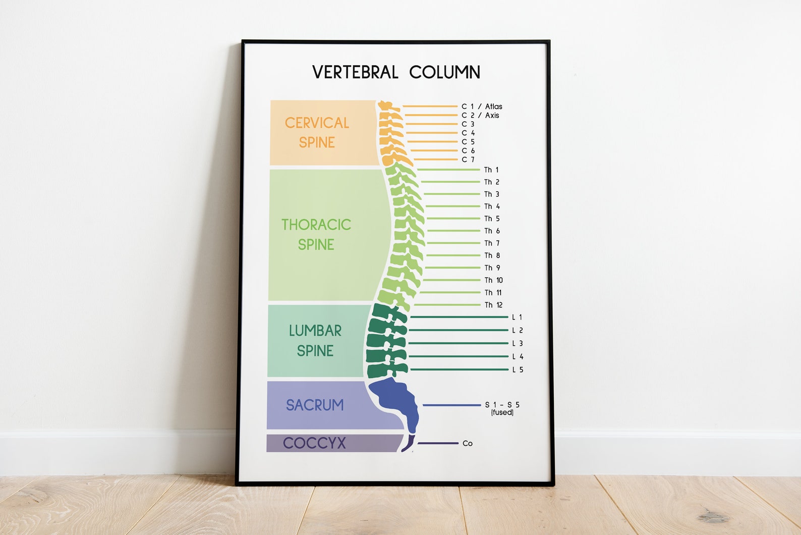 SPINE POSTER, Spinal Column, Human Spine, Anatomy Art, Vertebral Column ...
