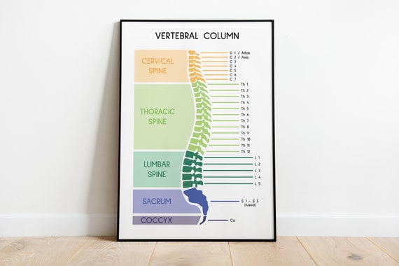 SPINE POSTER Spinal Column Human Spine Anatomy Art - Etsy