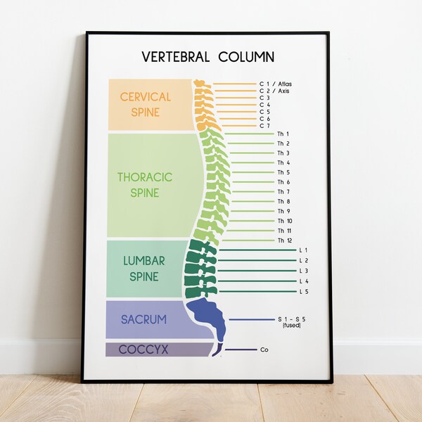Spinal Column - Etsy