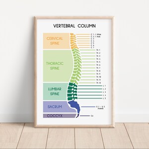 Spine Anatomy Art Poster: Vertebral Column, Biology Homeschool (digital ...