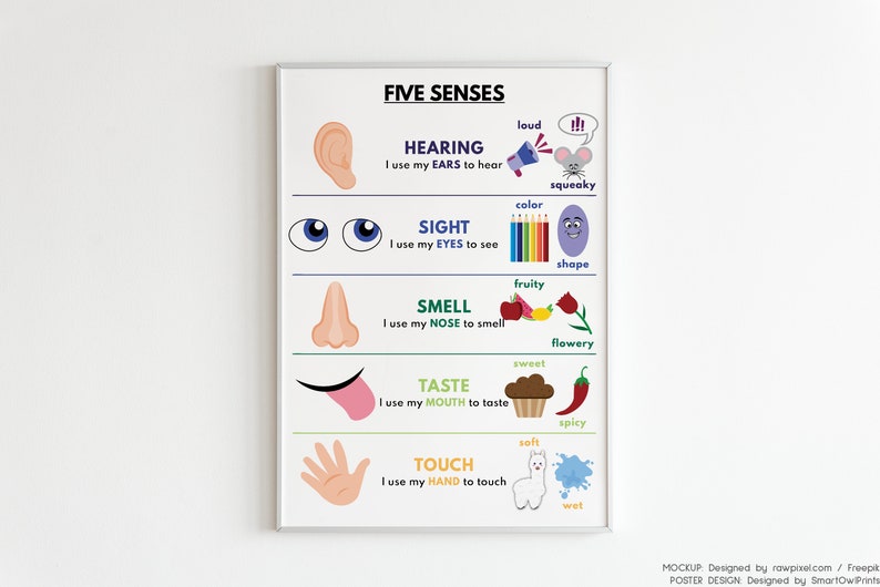 FIVE SENSES Poster, Educational Posters, Hearing Sight Smell Taste ...