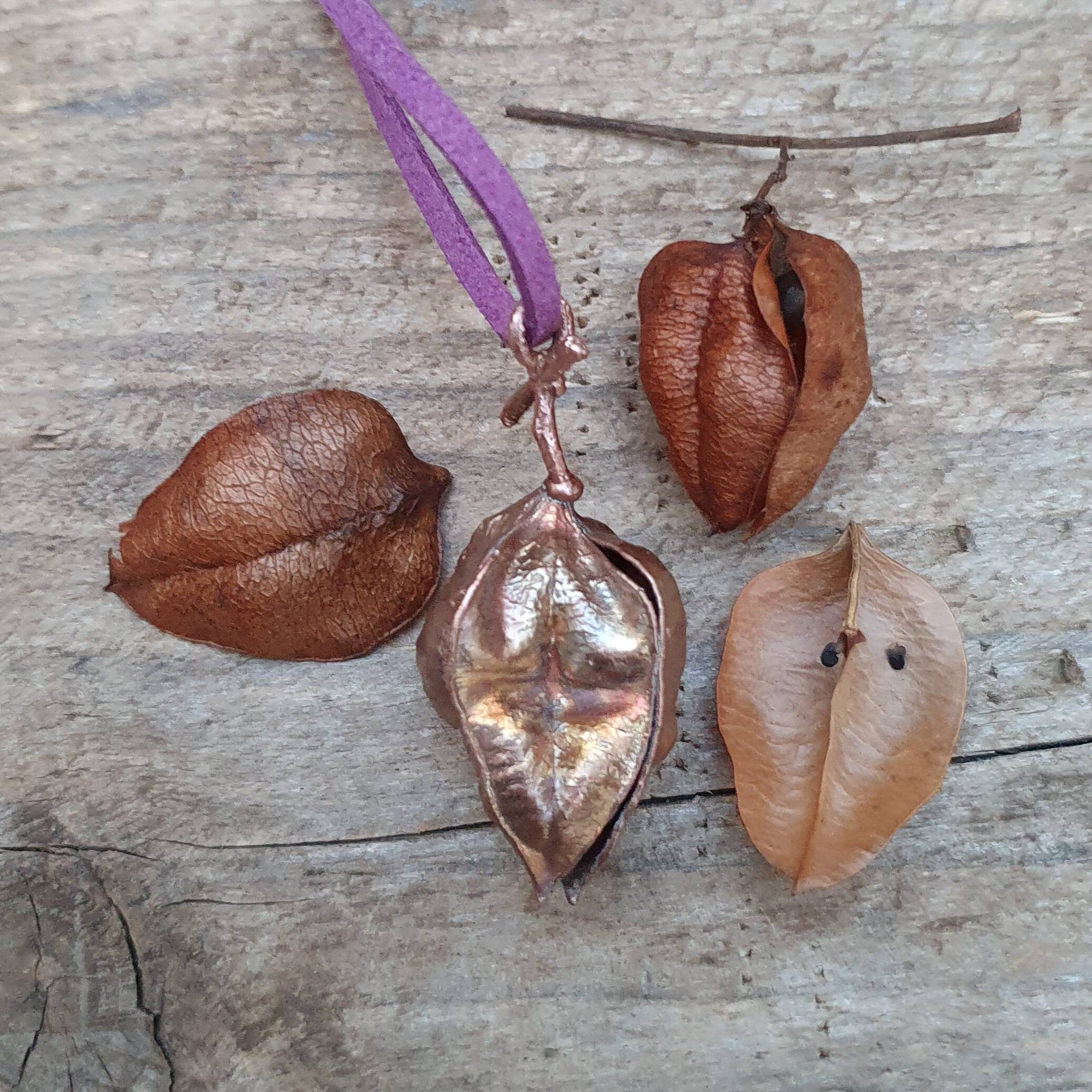Pride of India Tree Seed Pod Pendant Real Seed Pod - Etsy