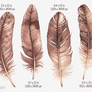 Watercolor Brown Feather Clipart Exotic Boho Hand Painted Bohemian Clip ...