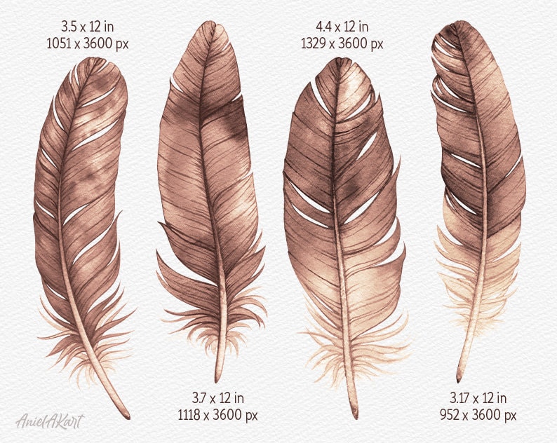 Watercolor Brown Feather Clipart Exotic Boho Hand Painted - Etsy