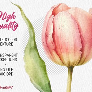 Watercolor Tulip Clipart, Pink Tulip PNG, Scrapbooking Clipart Bundle ...