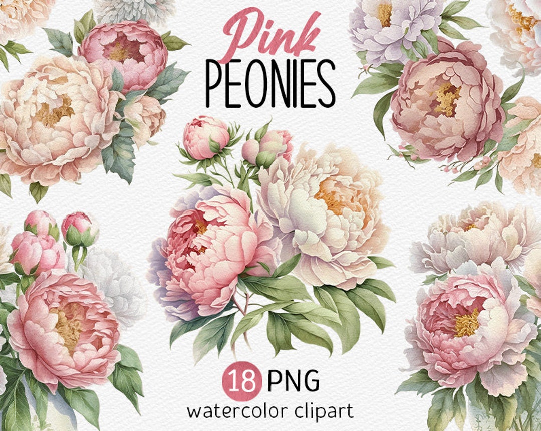 Watercolor Pink Peonies Clipart White Peony Bundle PNG Sublimation ...