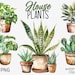 Watercolor House Plants Clipart Potted Plants PNG Bundle - Etsy