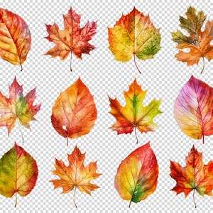 Watercolor Autumn Leaves Clipart Fall Leaf PNG Fall Decor Thanksgiving ...