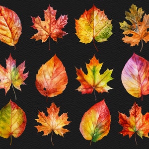 Watercolor Autumn Leaves Clipart Fall Leaf PNG Fall Decor Thanksgiving ...