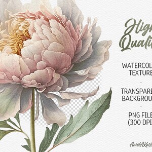 Watercolor Pink Peonies Clipart White Peony Bundle PNG Sublimation ...