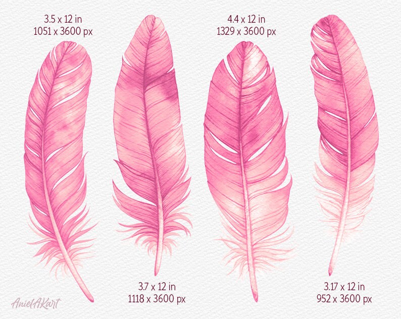 Watercolor Pink Feather Clipart Exotic Boho Hand Painted | Etsy