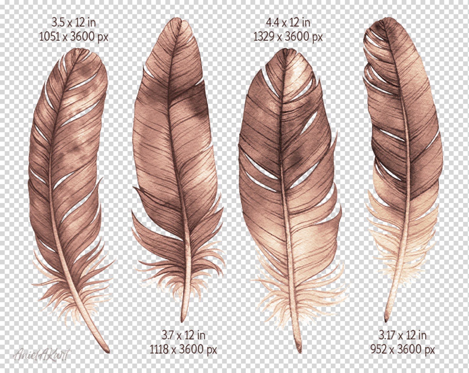 Watercolor Brown Feather Clipart Exotic Boho Hand Painted - Etsy
