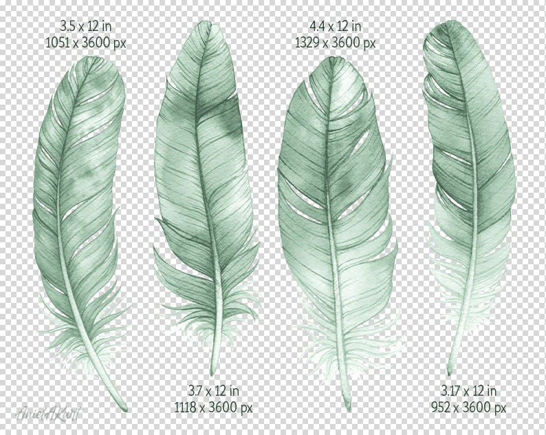 Watercolor Sage Green Feather Clipart Exotic Boho Hand Painted Bohemian ...