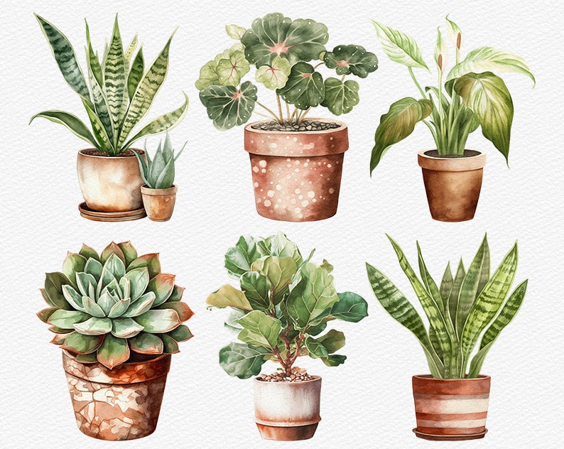 Watercolor House Plants Clipart Potted Plants PNG Bundle Greenery Clip ...