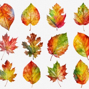 Watercolor Autumn Leaves Clipart Fall Leaf PNG Fall Decor Thanksgiving ...