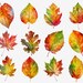Watercolor Autumn Leaves Clipart Fall Leaf PNG Fall Decor Thanksgiving ...