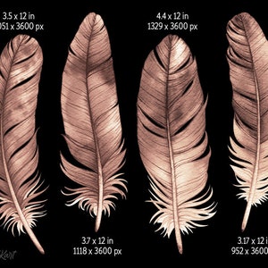 Watercolor Brown Feather Clipart Exotic Boho Hand Painted Bohemian Clip ...
