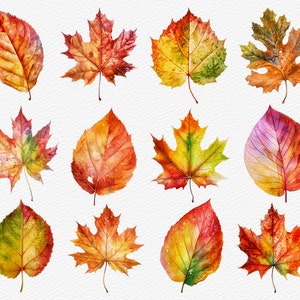 Watercolor Autumn Leaves Clipart Fall Leaf PNG Fall Decor Thanksgiving ...