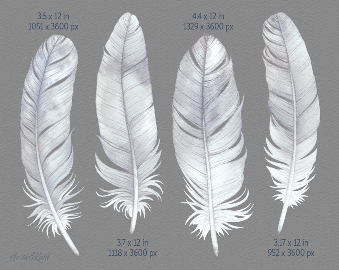 Watercolor Light Gray Feather Clipart Exotic Boho Hand Painted White ...