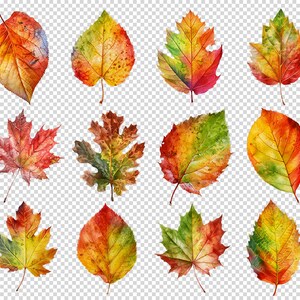 Watercolor Autumn Leaves Clipart Fall Leaf PNG Fall Decor Thanksgiving ...