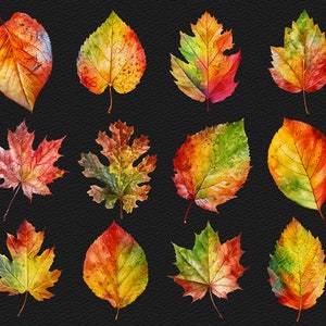 Watercolor Autumn Leaves Clipart Fall Leaf PNG Fall Decor Thanksgiving ...