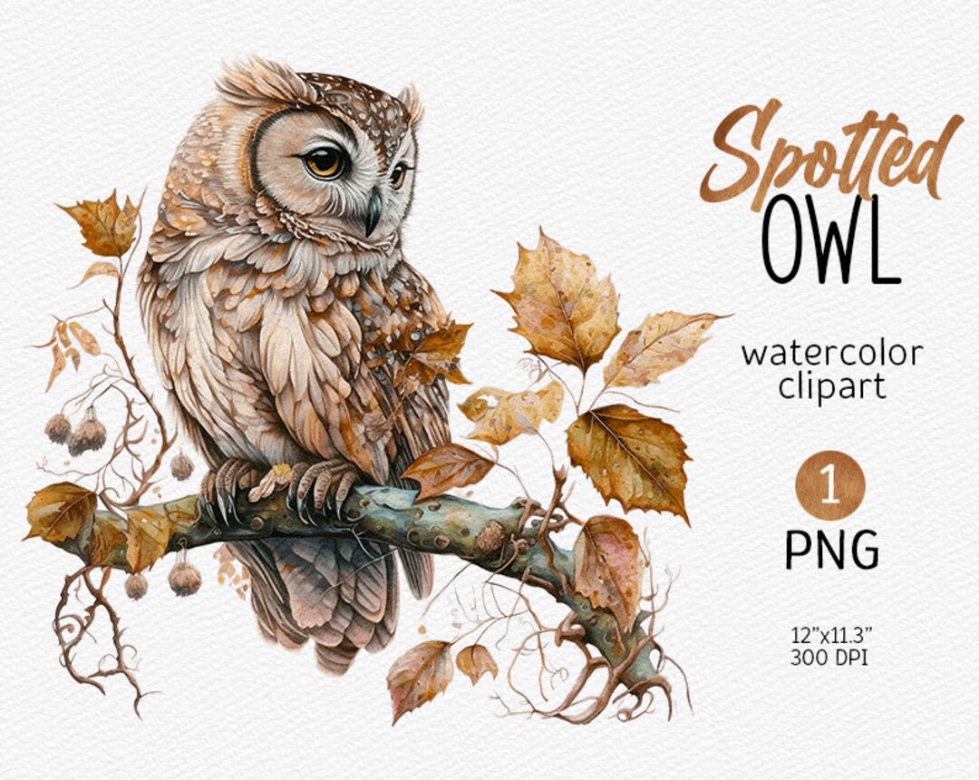 Watercolor Owl Clipart Owl PNG Owl Sublimation Owl Boho Png Fantasy ...