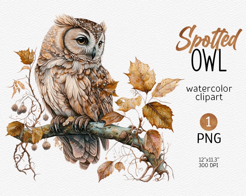 Watercolor Owl Clipart Owl PNG Owl Sublimation Owl Boho Png - Etsy
