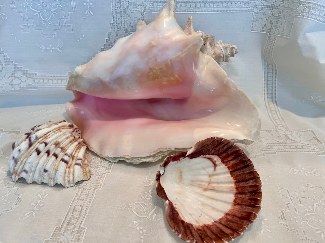 LARGE Conch Shell bear Paw Clam Shell lion's Paw Clam Shell Ocean ...