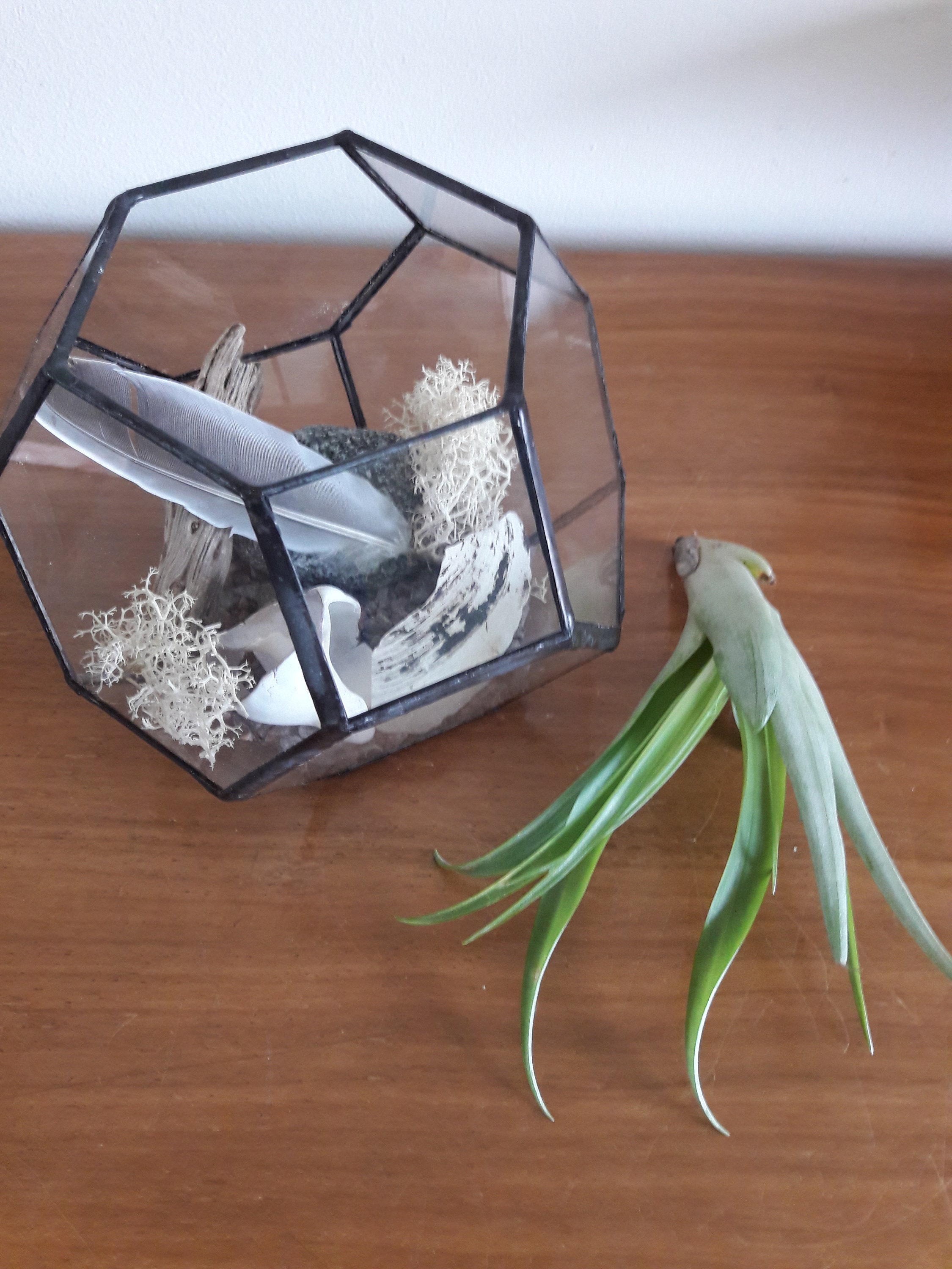 Terrarium Kits Geo Lantern/geo-bowl/geo Cube - Etsy UK