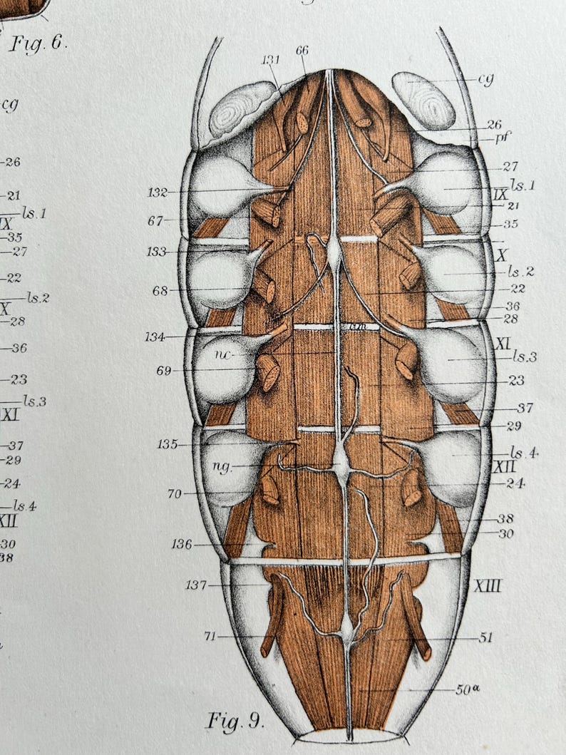 Antique Dissection Diagram Anatomy of a Scorpion (scorpio) Educational ...