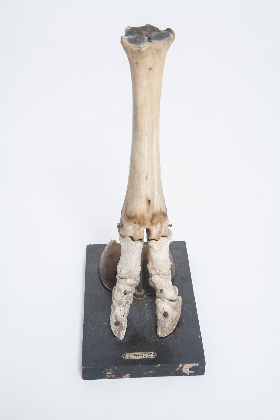 Antique Veterinary Cows Foot Articulated Real Bone Lower Leg | Etsy